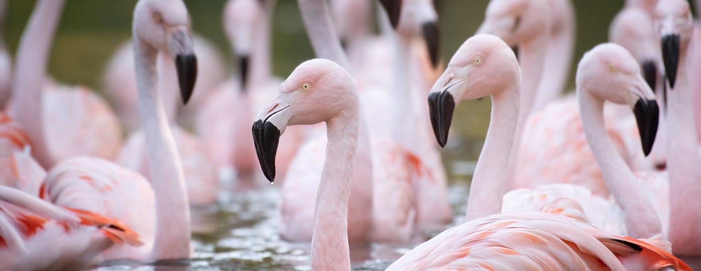 Jersey Zoo | Jersey Attractions | JerseyTravel.com